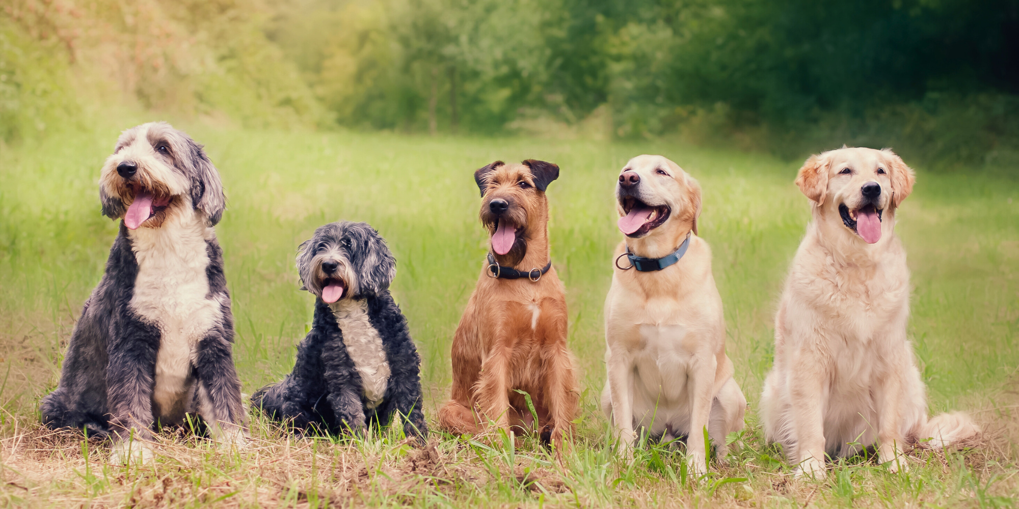 Goed hondenvoer: waarom vlees de basis moet zijn voor een gezonde hond ...